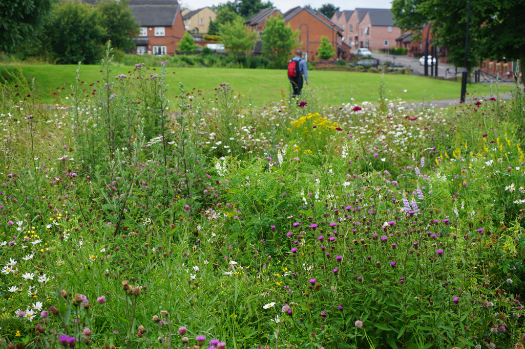 Native_Meadow 2 - Florum.dk