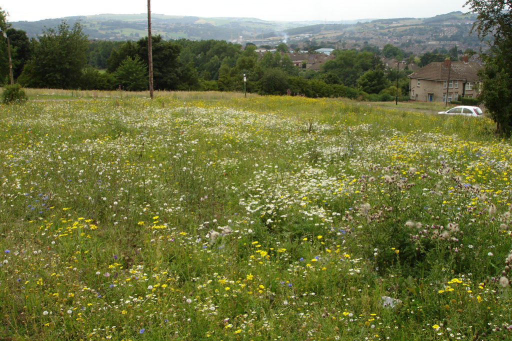 Native_Meadow 3 - Florum.dk