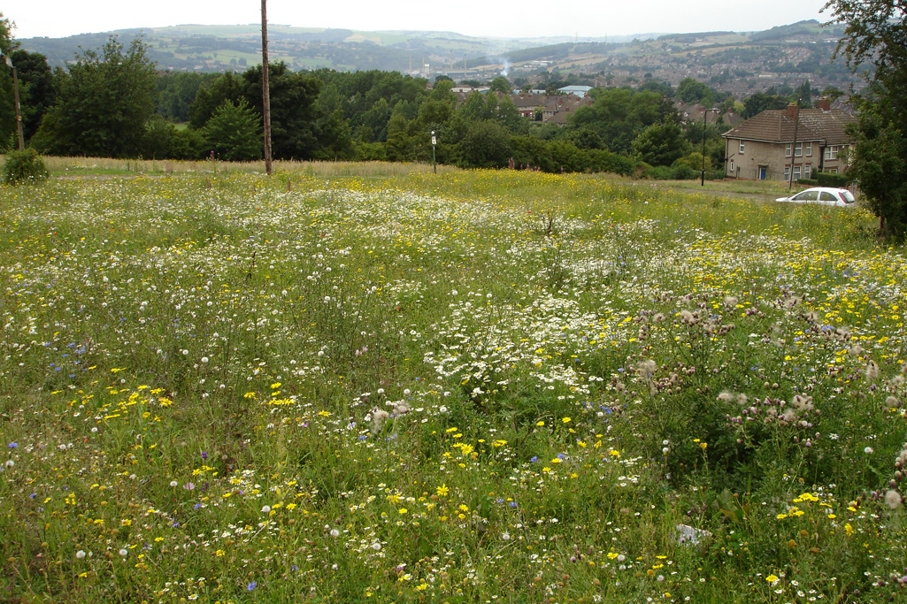 Native_Meadow 3 - Florum.dk