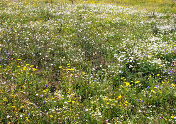 Native Meadow Perennial Mix - Florum.dk