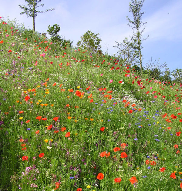 Pictorial Meadows Classic Mix